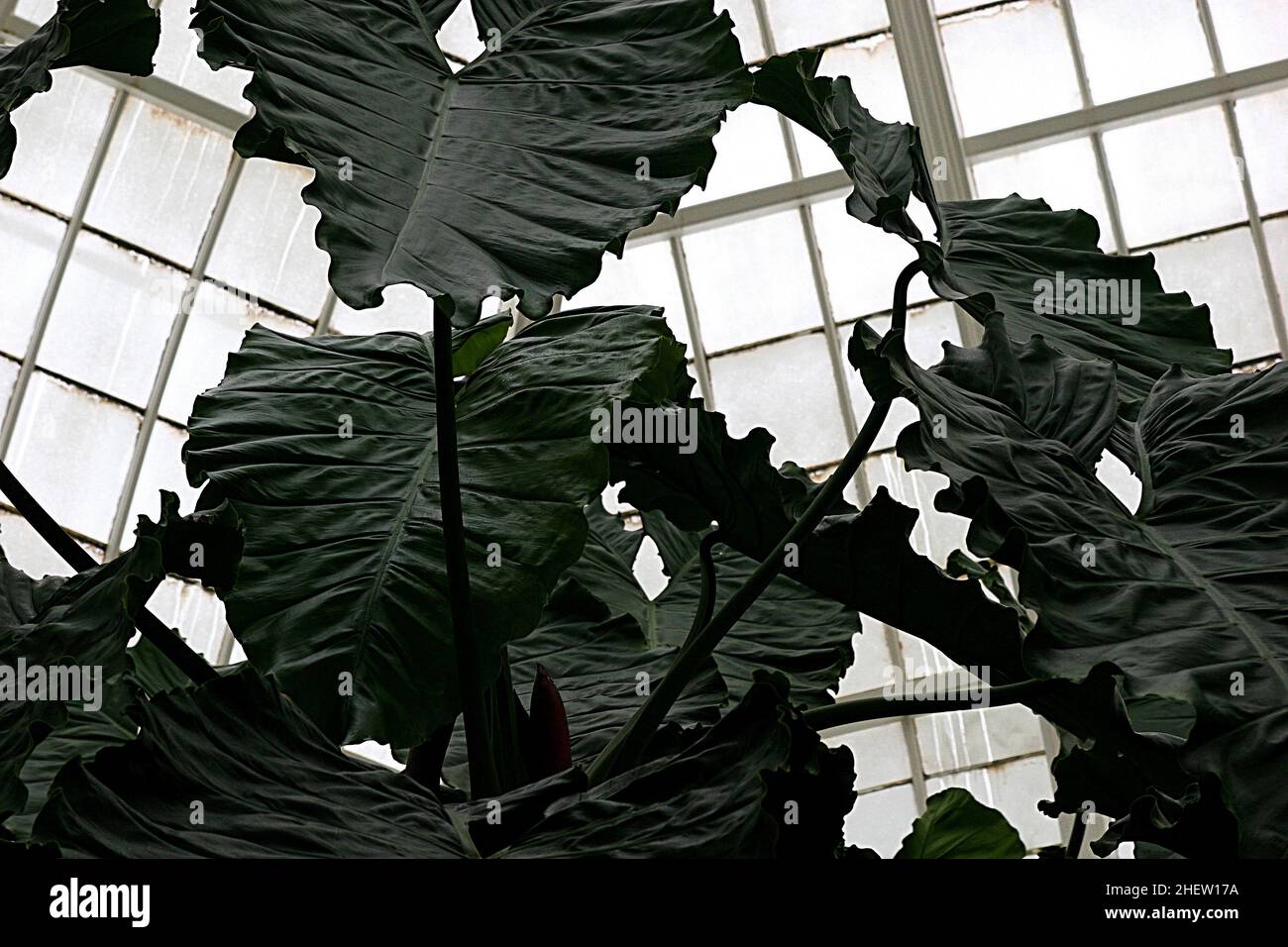 Large Leafed Green Plant in Solarium with Many Glass Window Panes in ...