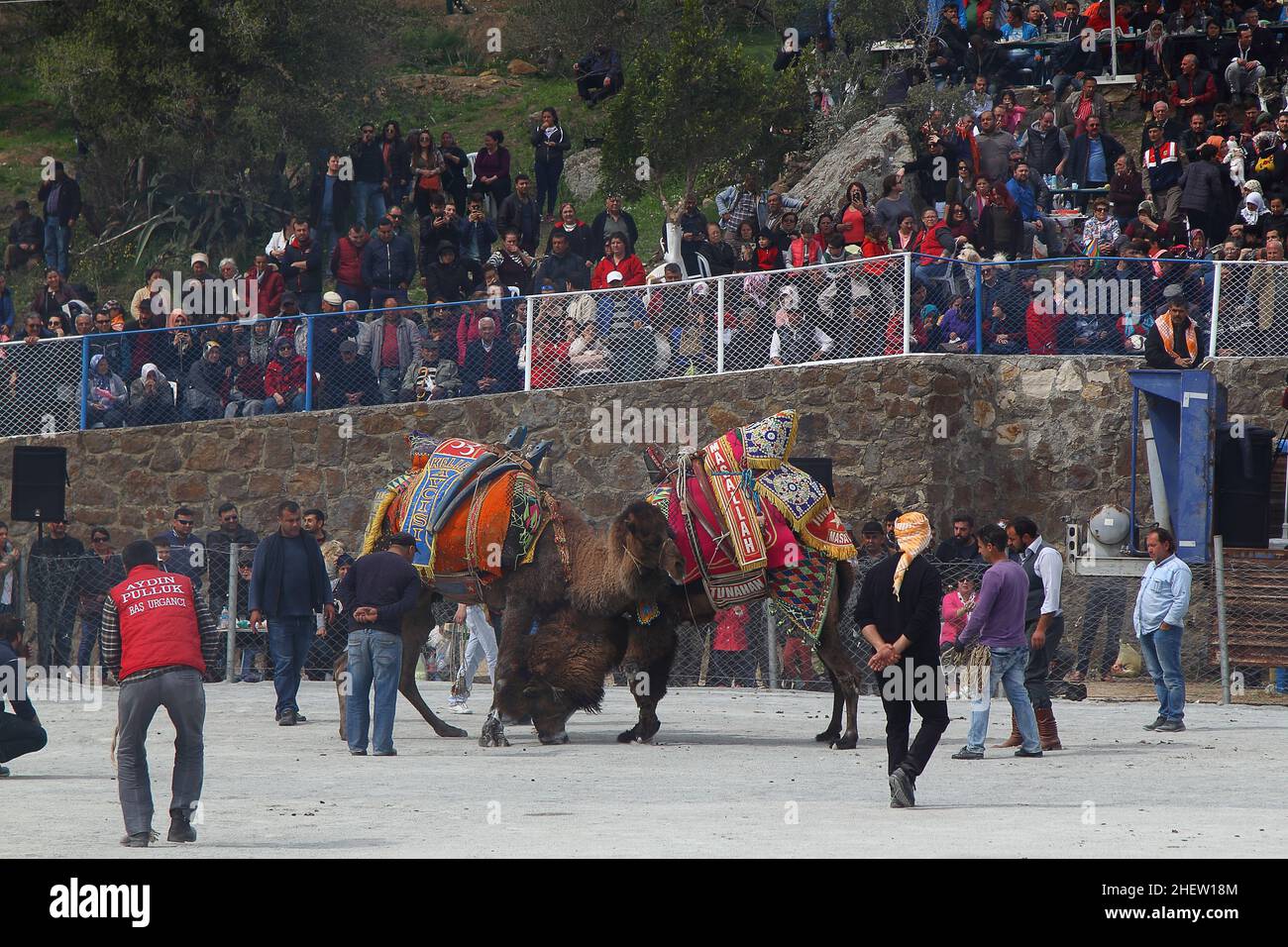 Bodrum, Turkey - 19 March 2017: Traditional camel wrestling is very ...