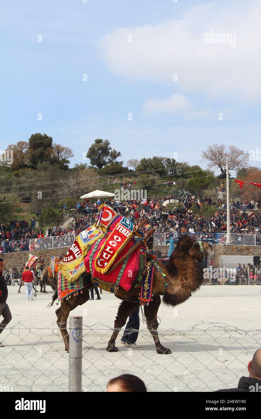 Bodrum, Turkey - 19 March 2017: Traditional camel wrestling is very ...