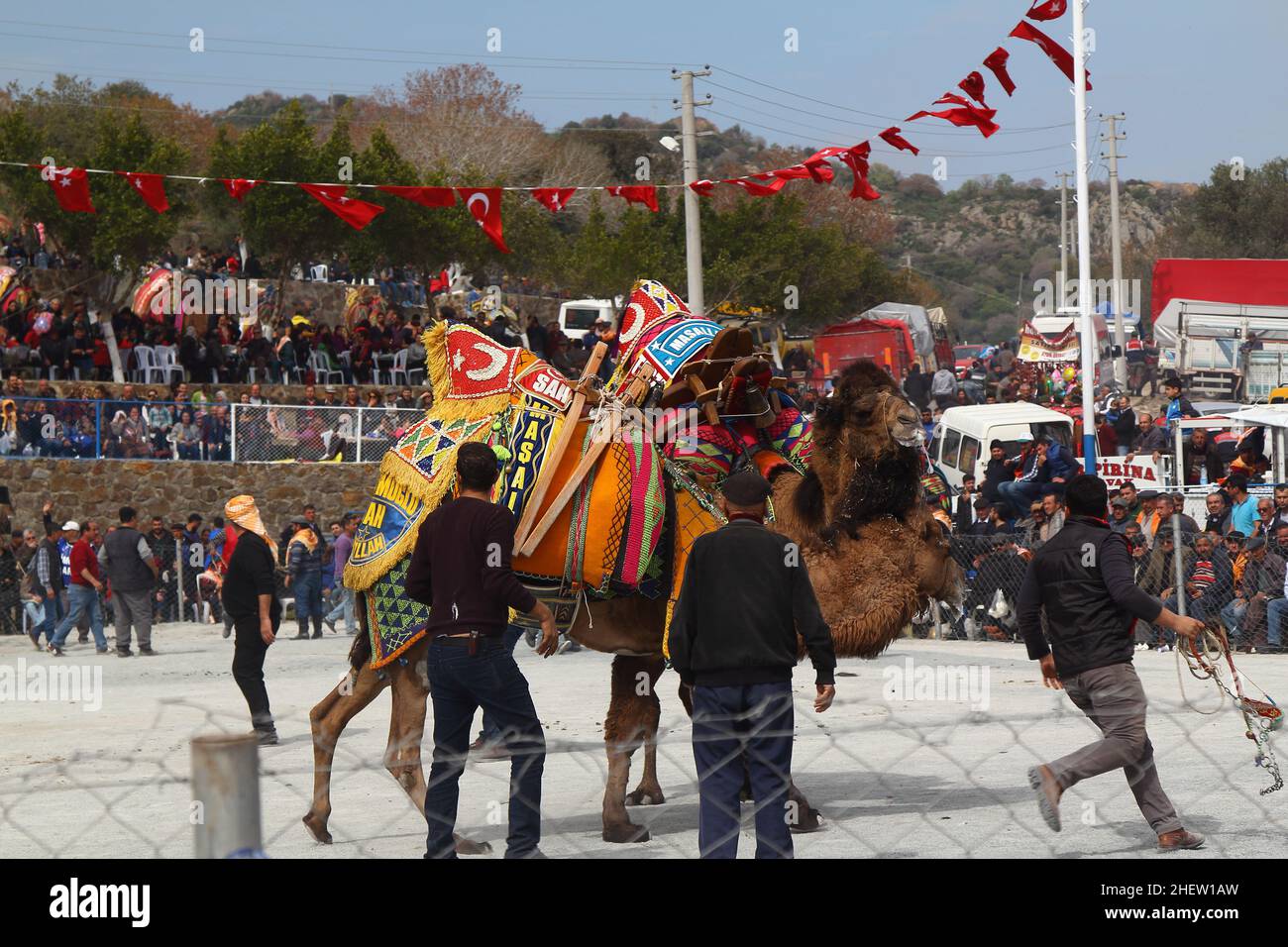 Bodrum, Turkey - 19 March 2017: Traditional camel wrestling is very ...
