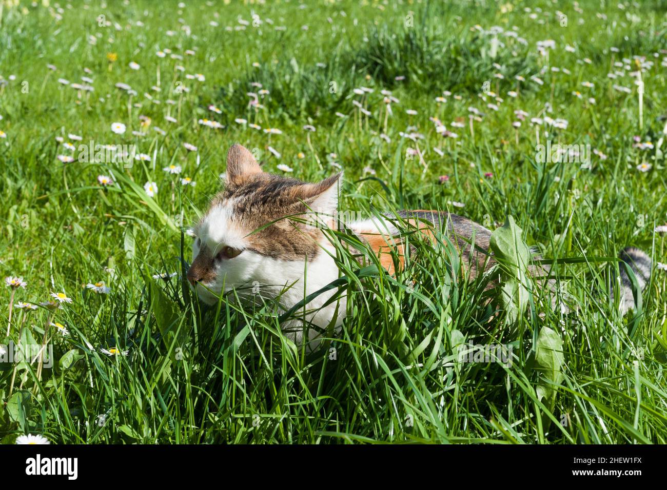 Cat between flowers hi-res stock photography and images - Alamy