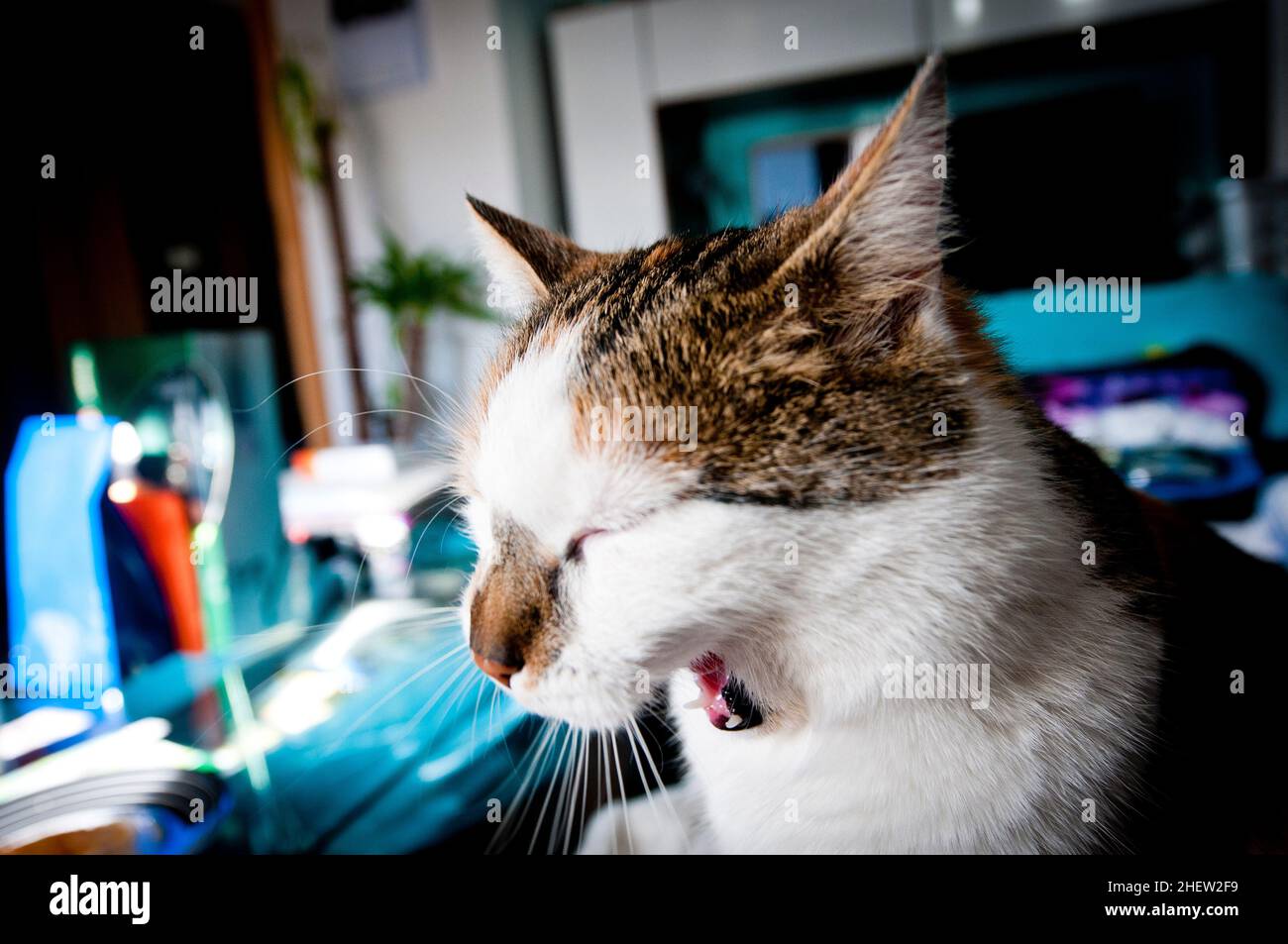 bored cat is yawning with mouth wide open and closed eyes Stock Photo ...