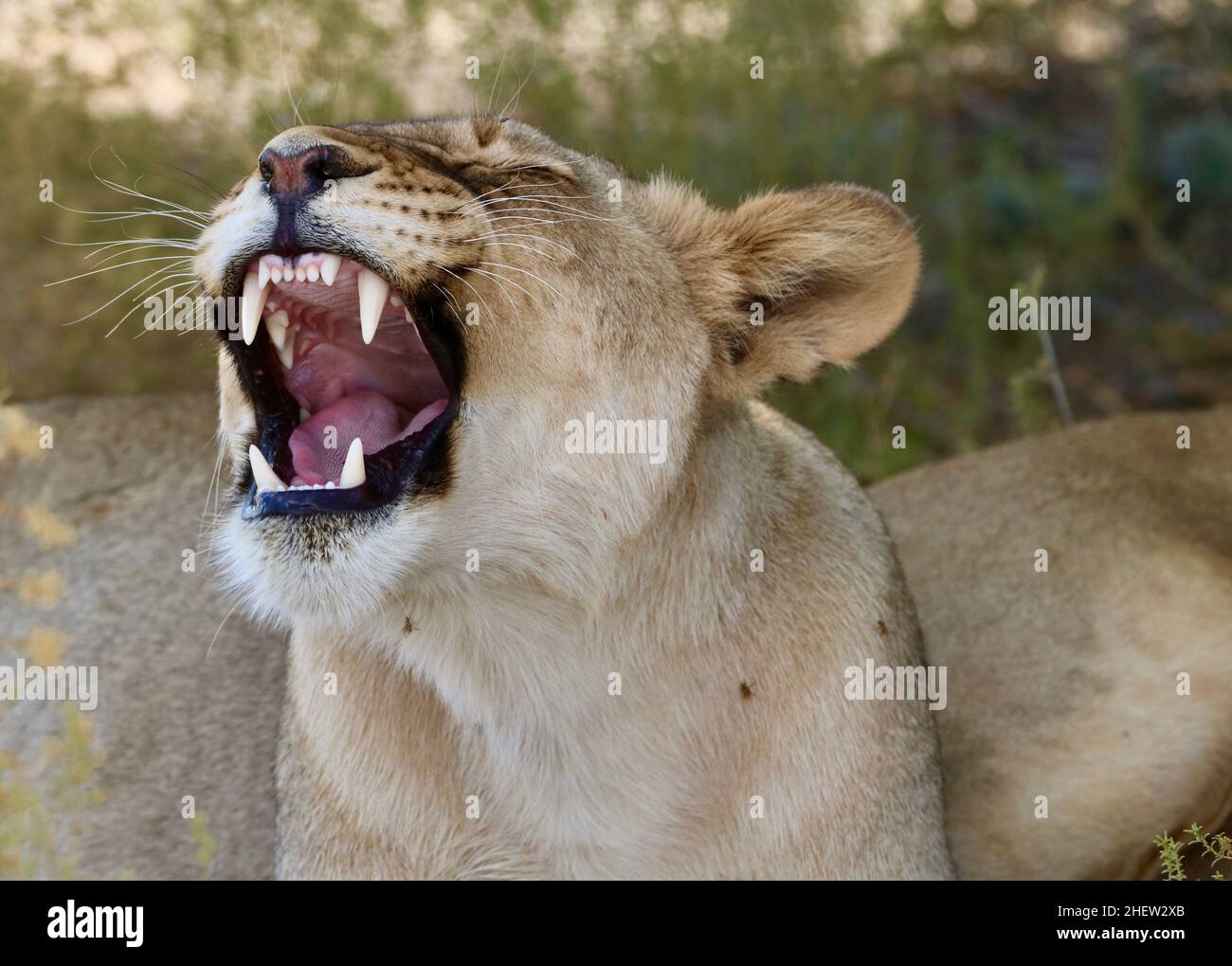 Lion showing her teeth in the Kgalagadi Stock Photo - Alamy