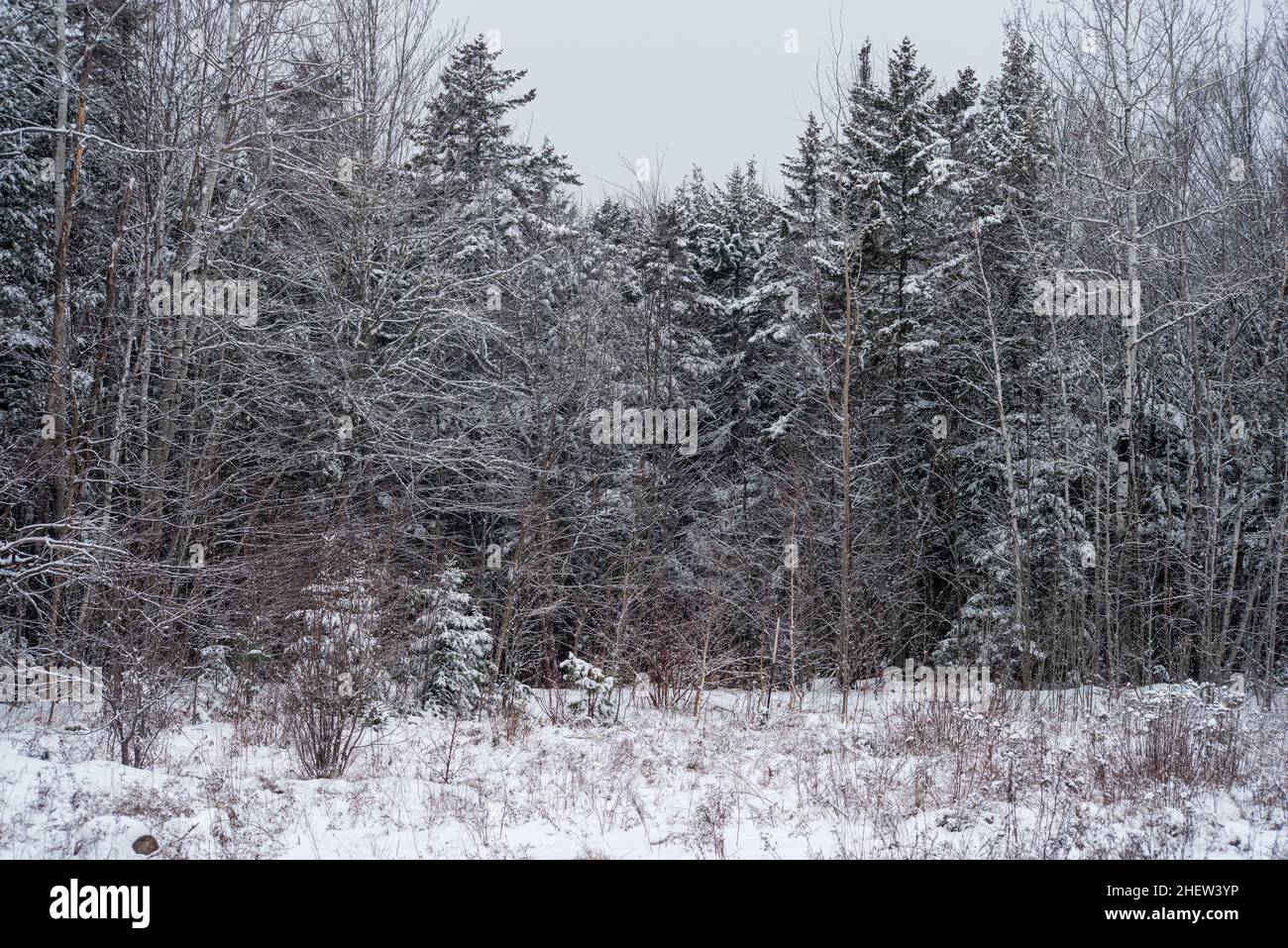 Tree line in a fresh coat of snow early in the winter Stock Photo - Alamy