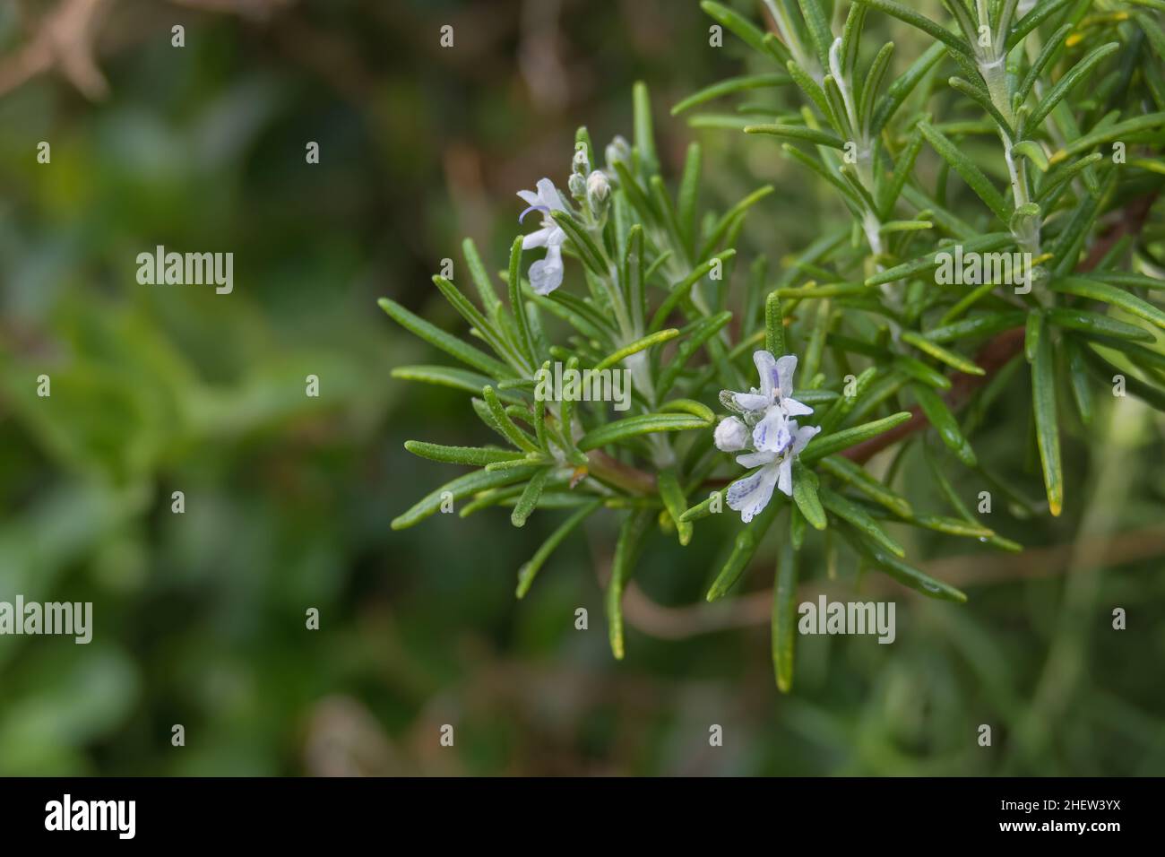 Rosemary flower hi-res stock photography and images - Alamy