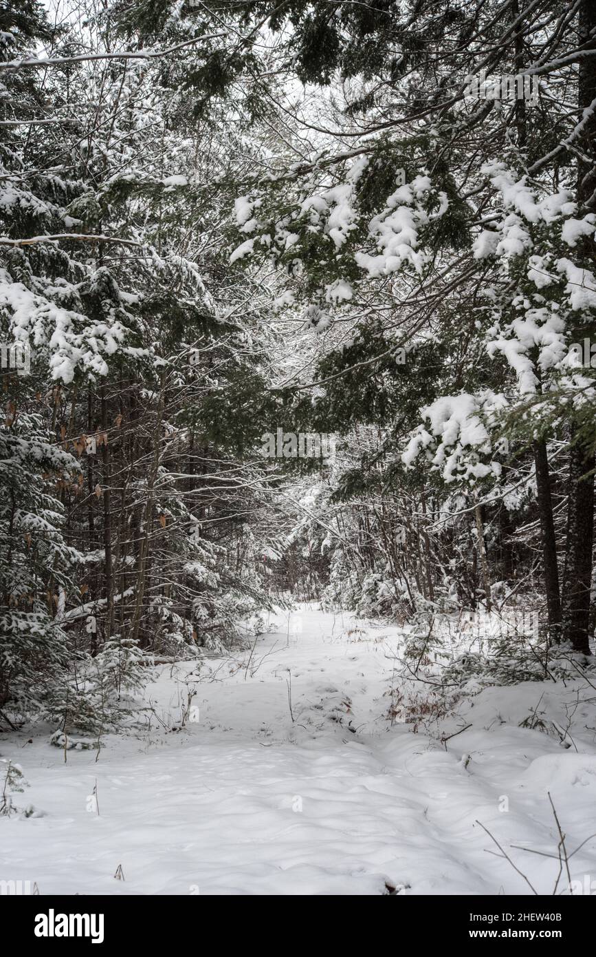 Logging snow hi-res stock photography and images - Alamy