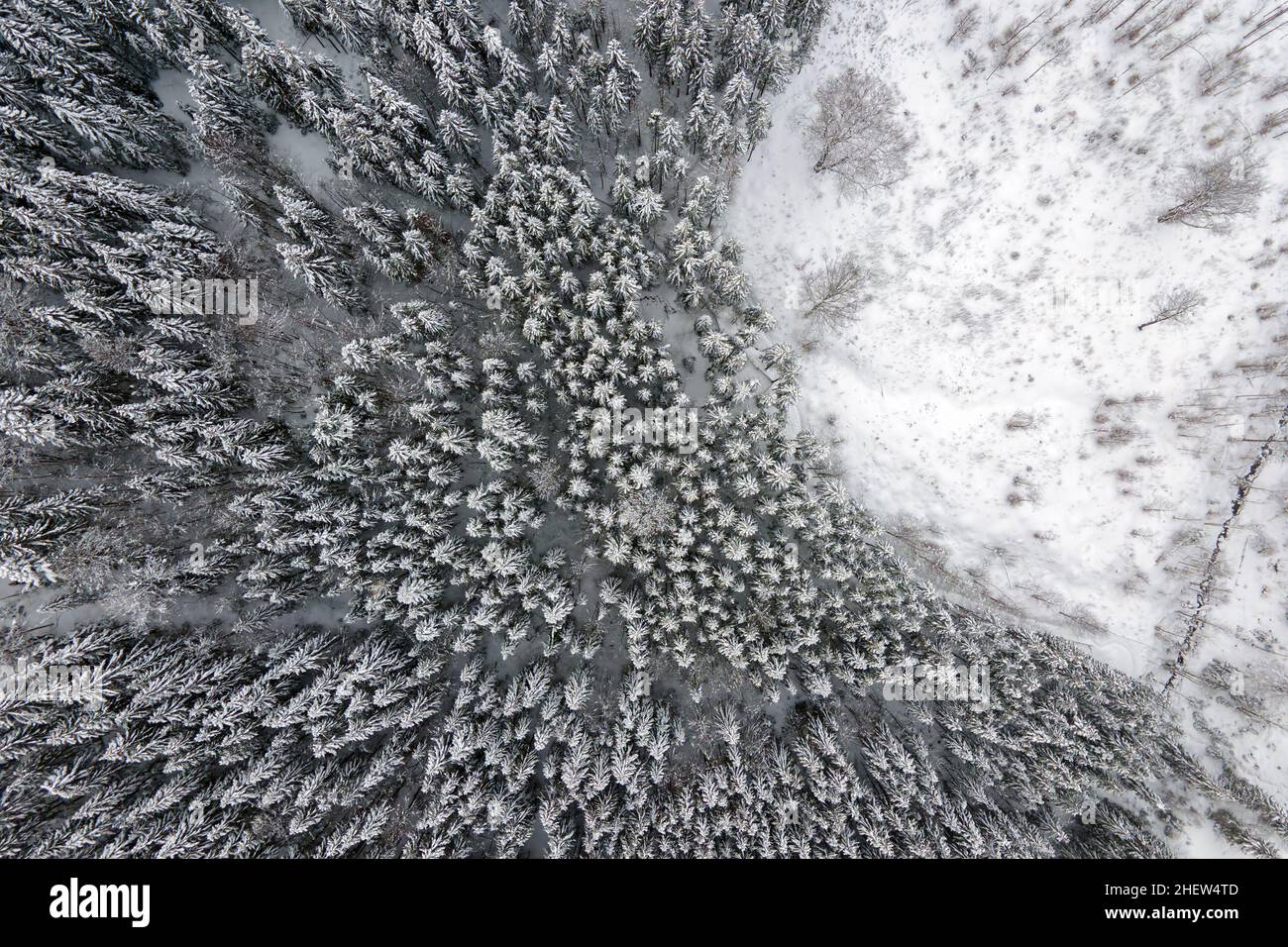 Aerial foggy landscape with evergreen pine trees covered with fresh ...
