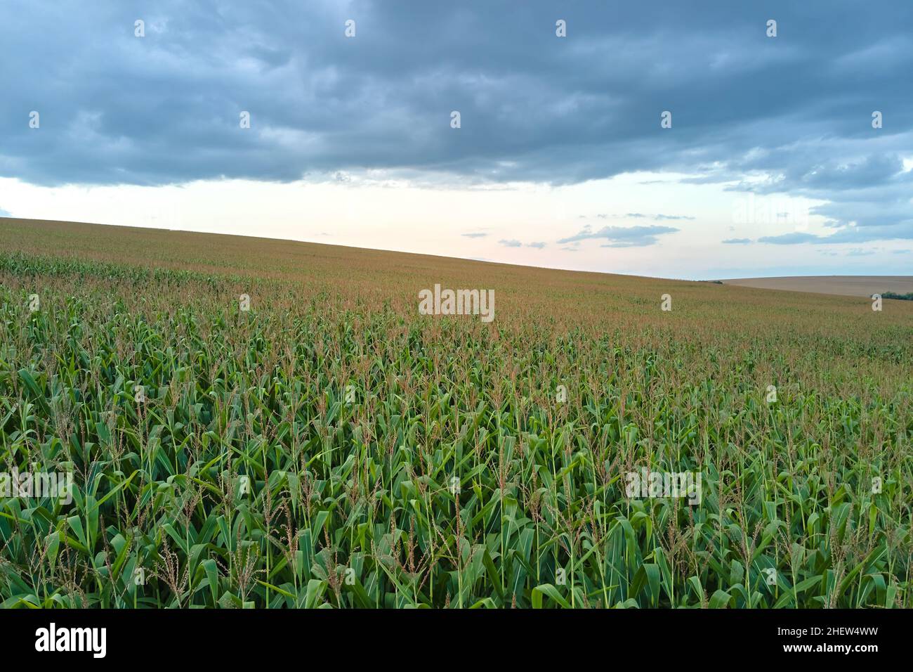 Aerial landscape view of green cultivated agricultural fields with ...
