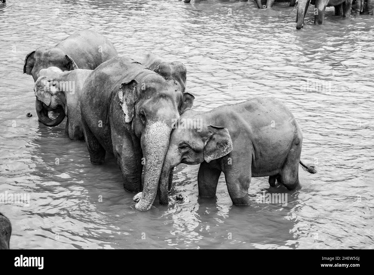 hugging elephants in the river in Pinnawella Stock Photo - Alamy