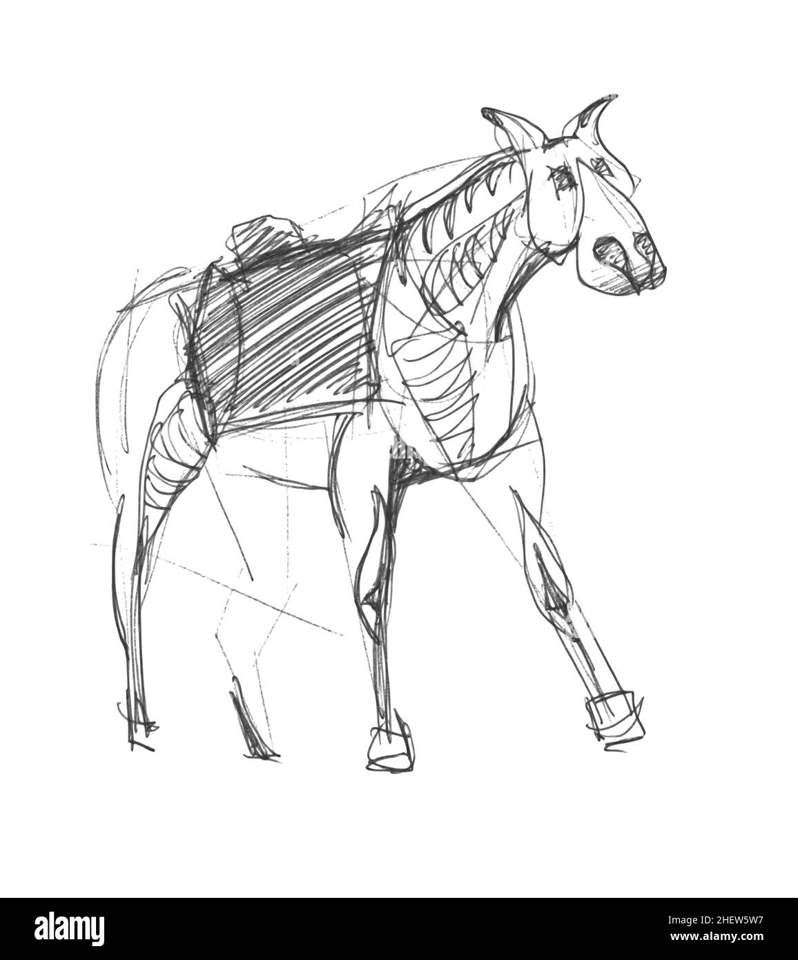 Horse Sketches And Drawings
