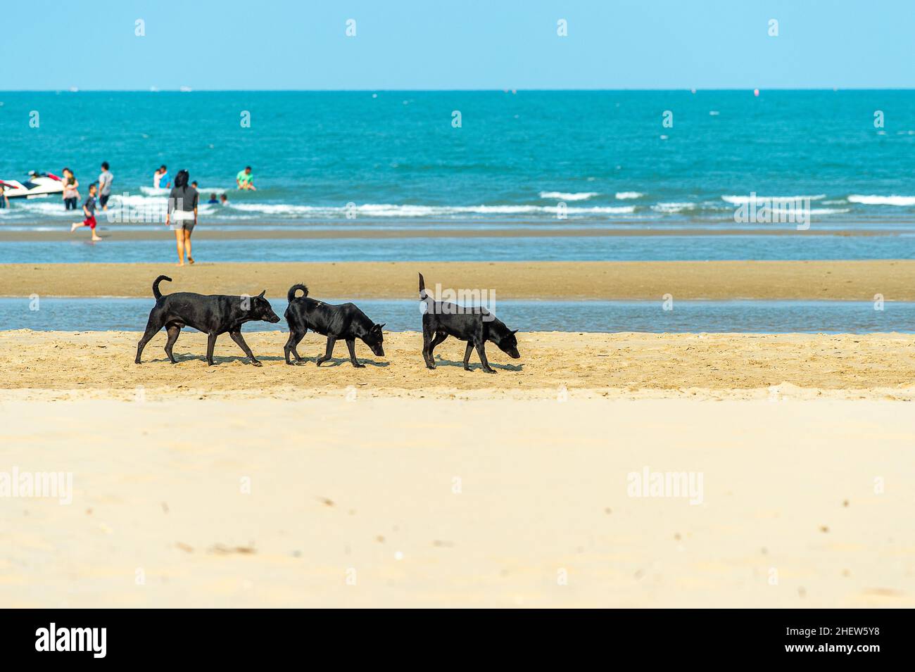 Three stray dogs in beach hi-res stock photography and images - Alamy