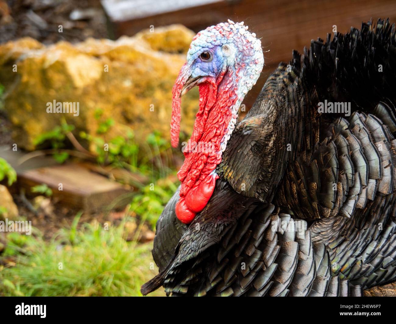 Tom Turkey male Stock Photo - Alamy