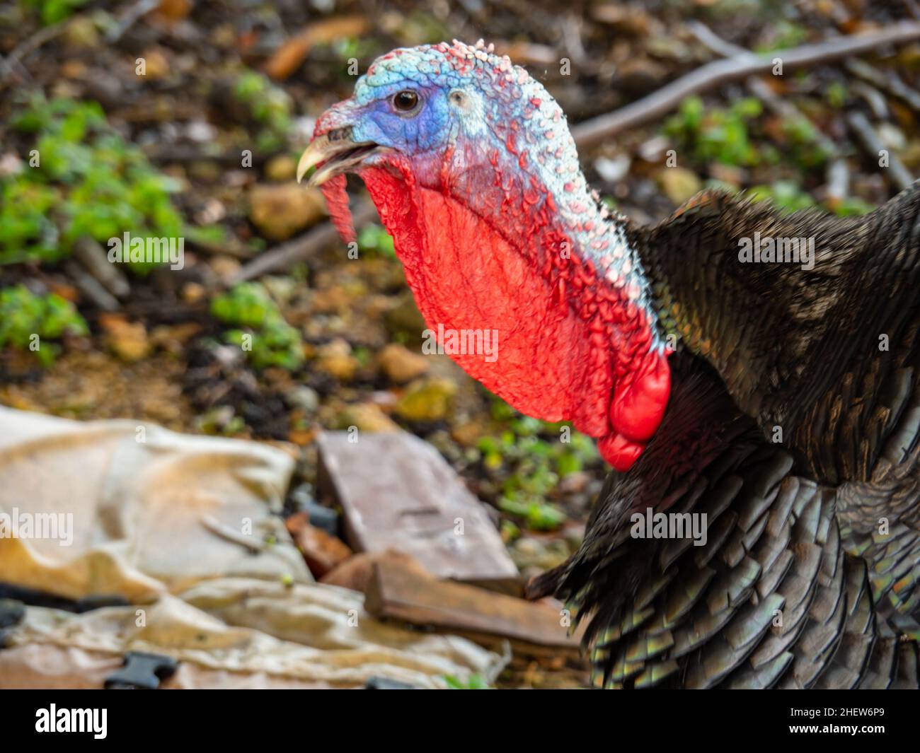 Tom Turkey male Stock Photo - Alamy