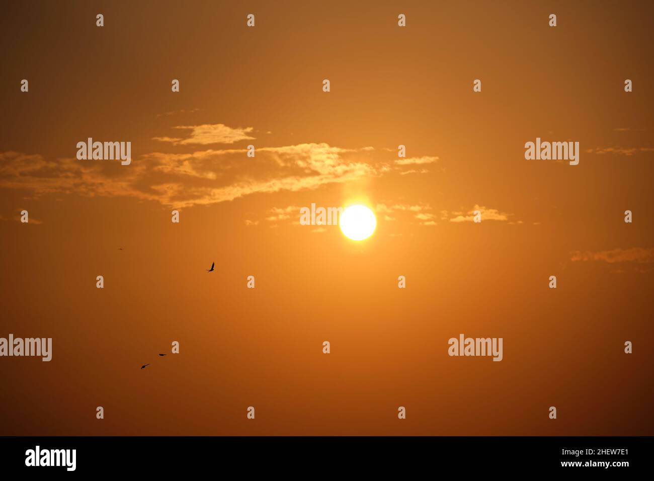 Bright colorful sunset sky with rays of sunlight and flock of birds ...