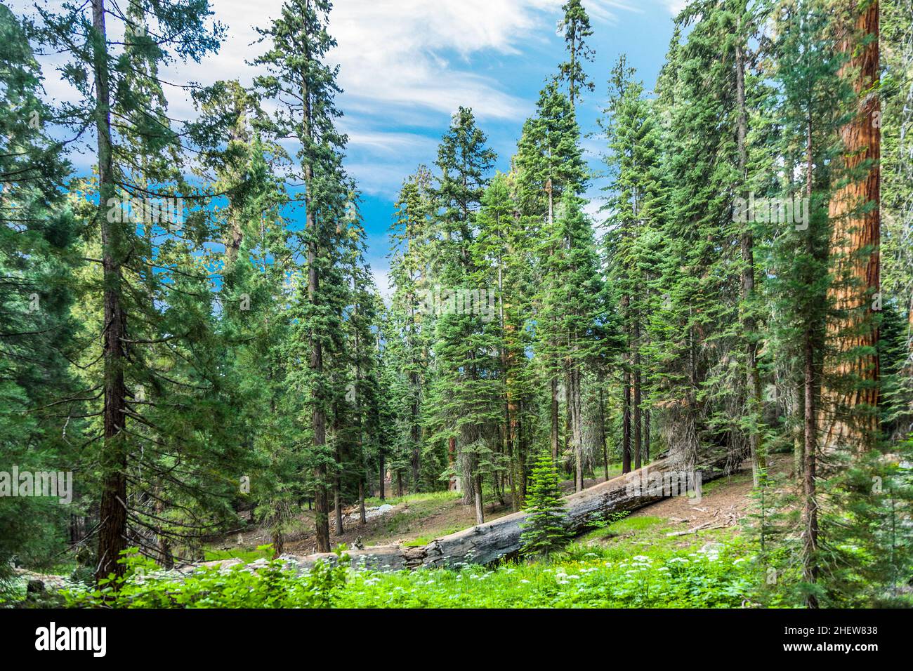 tall and big sequoias in beautiful sequoia national park with blue sky ...