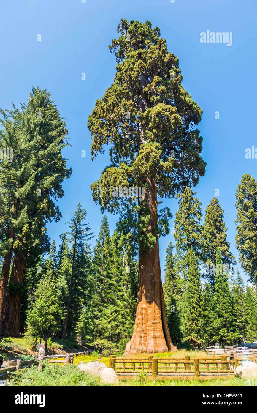 tall and big sequoias in beautiful sequoia national park Stock Photo ...