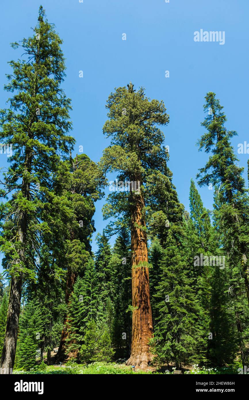 Tall forest sequoias in yosemite hi-res stock photography and images ...