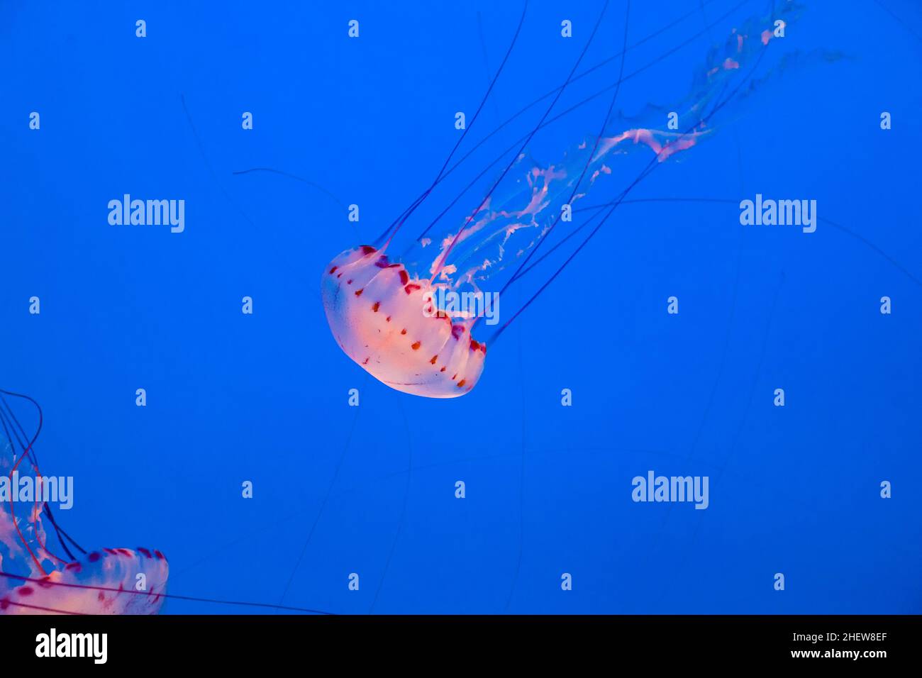 beautiful pink jelly fish in the deep blue sea Stock Photo - Alamy