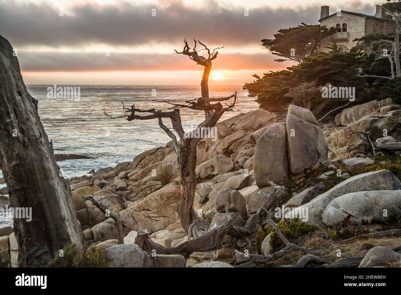 romantic sunset near Point Lobos with old dried trees at the stone ...