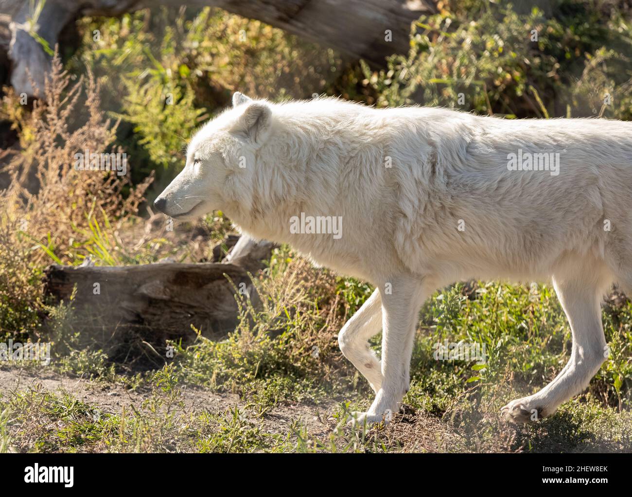 Arctic wolves hi-res stock photography and images - Alamy