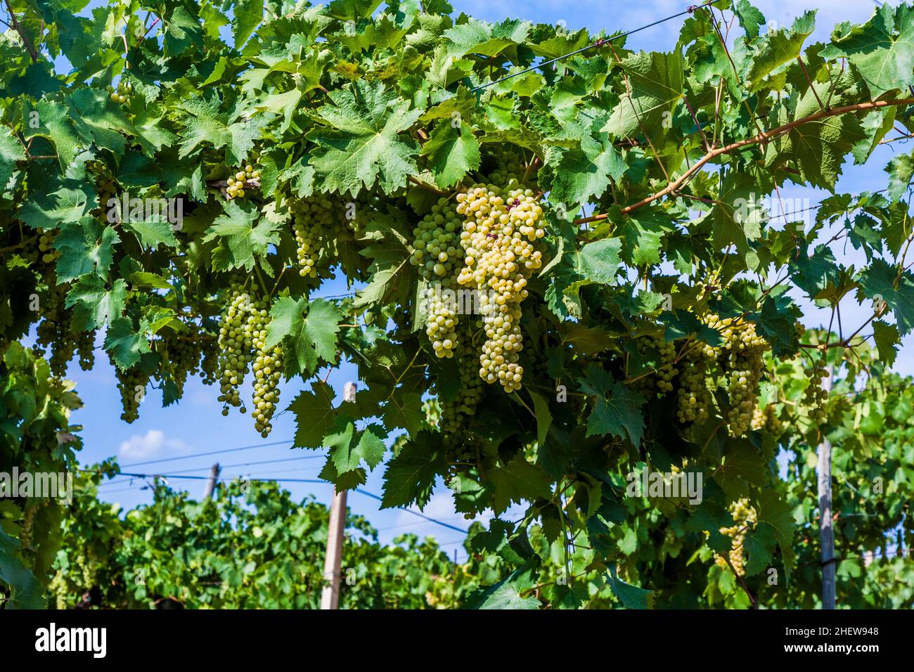 grapes in the vine area in northern italy in Veneto ready for ...