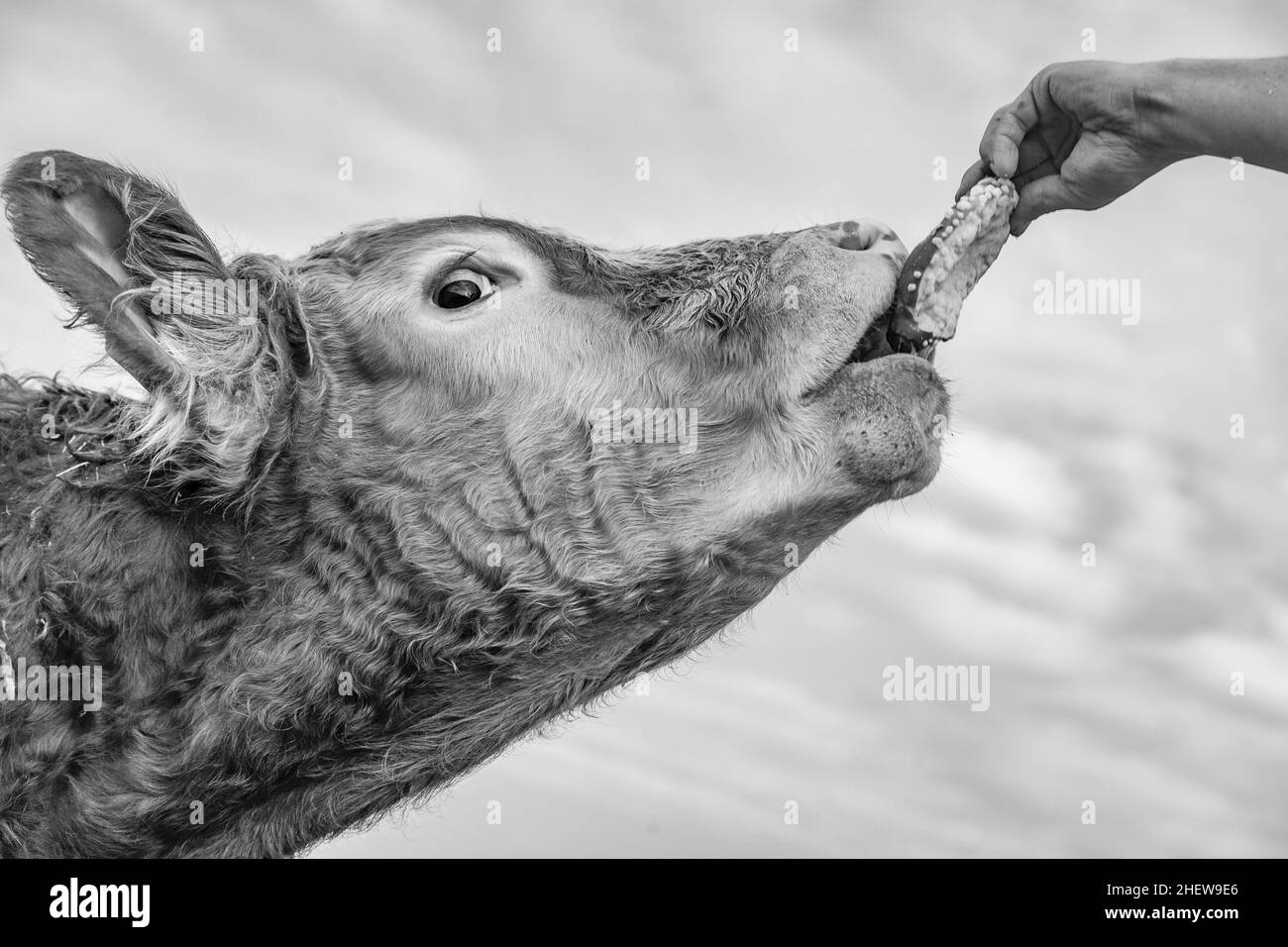 trustful cow feeded by man with lye bun Stock Photo - Alamy