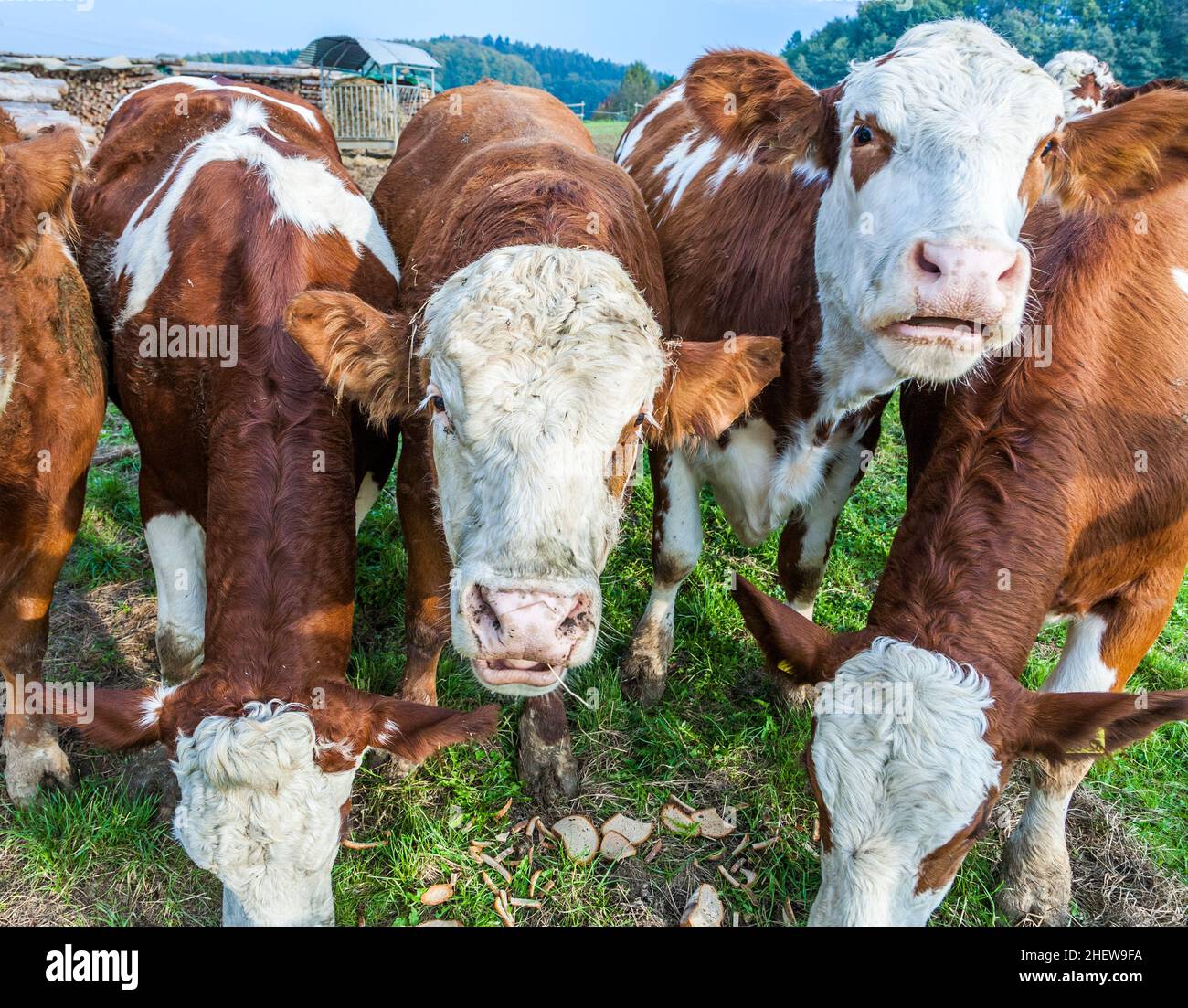 cattle of young cows at the meadow Stock Photo - Alamy