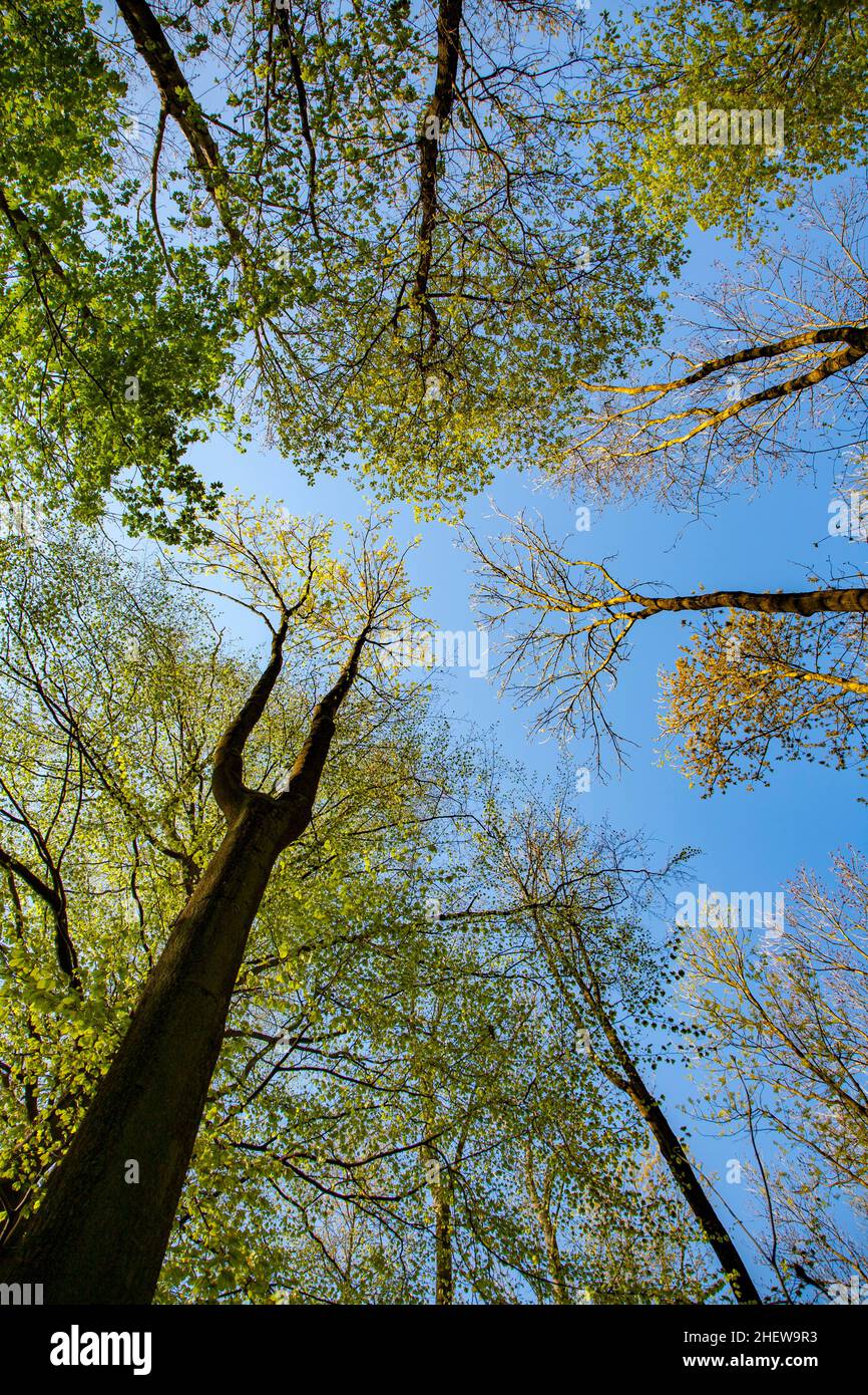 Blue oak forest hi-res stock photography and images - Alamy