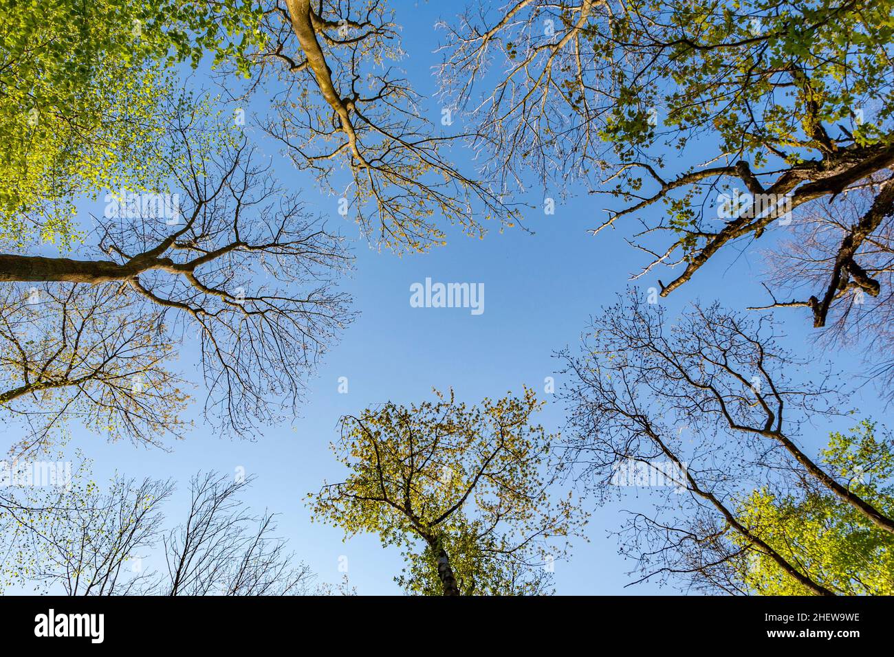 crown of trees in morning light under blue sky Stock Photo - Alamy