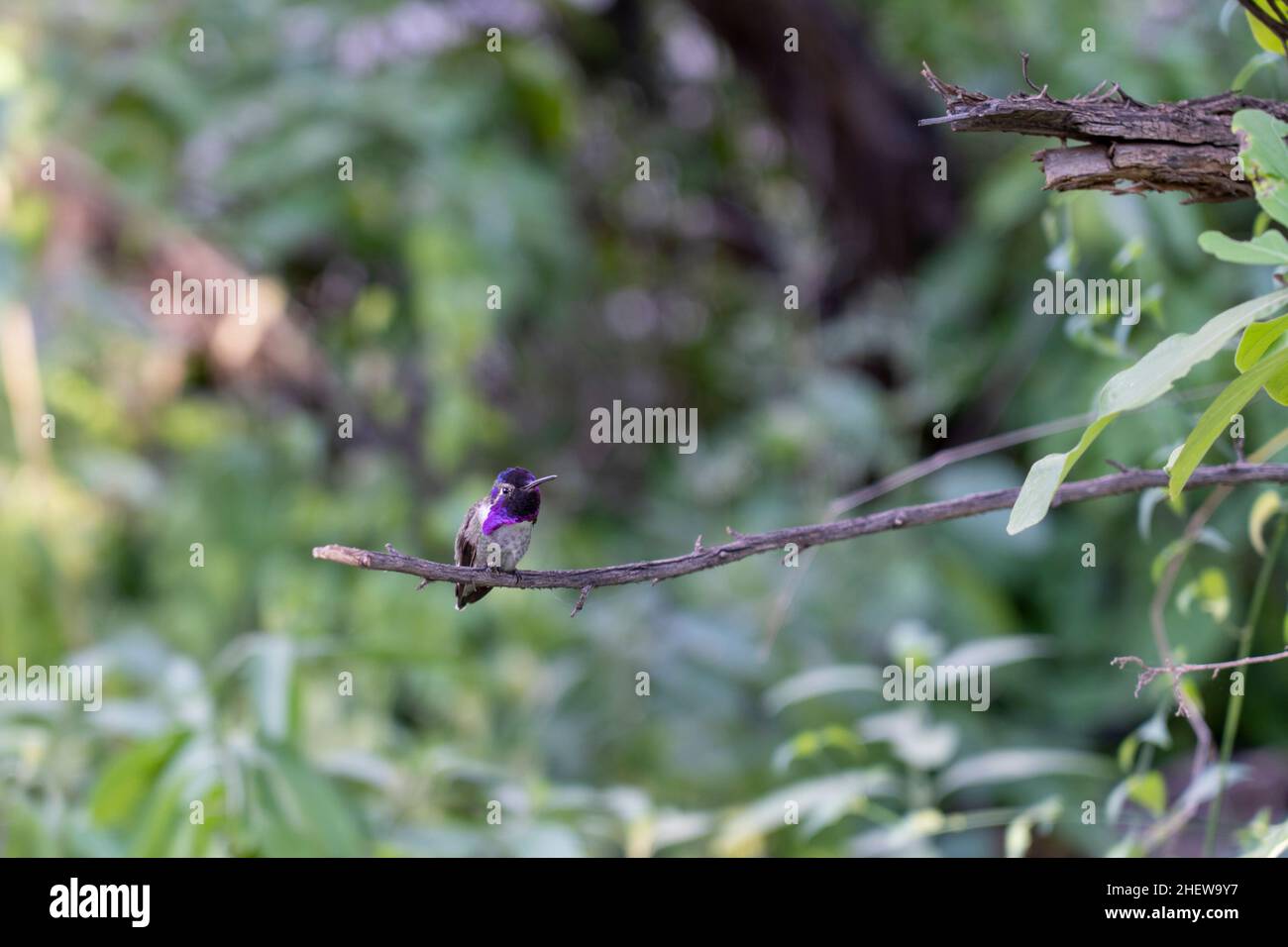 Hummingbird sitting on a branch Stock Photo - Alamy