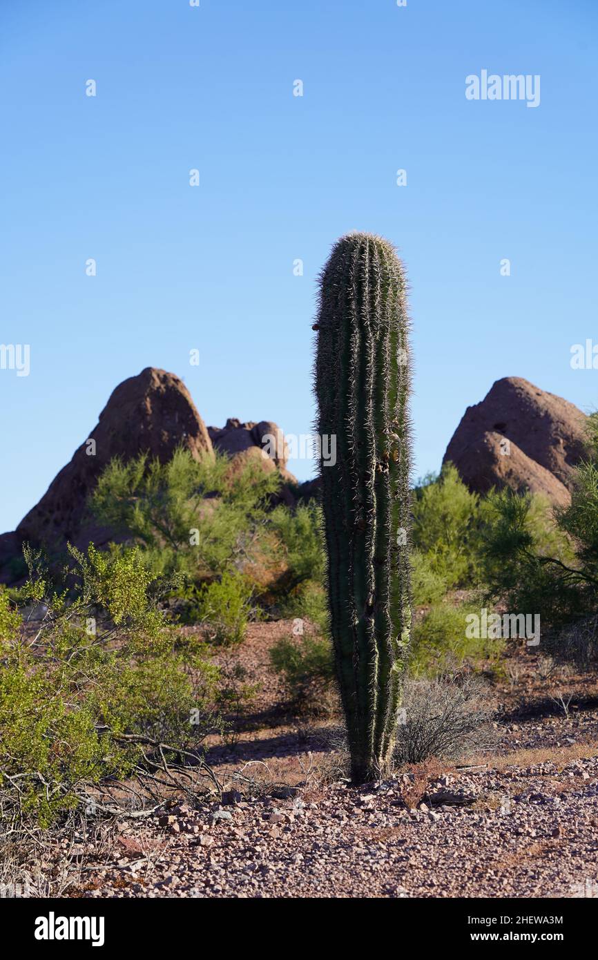 Saguaro cactus grow in hi-res stock photography and images - Alamy