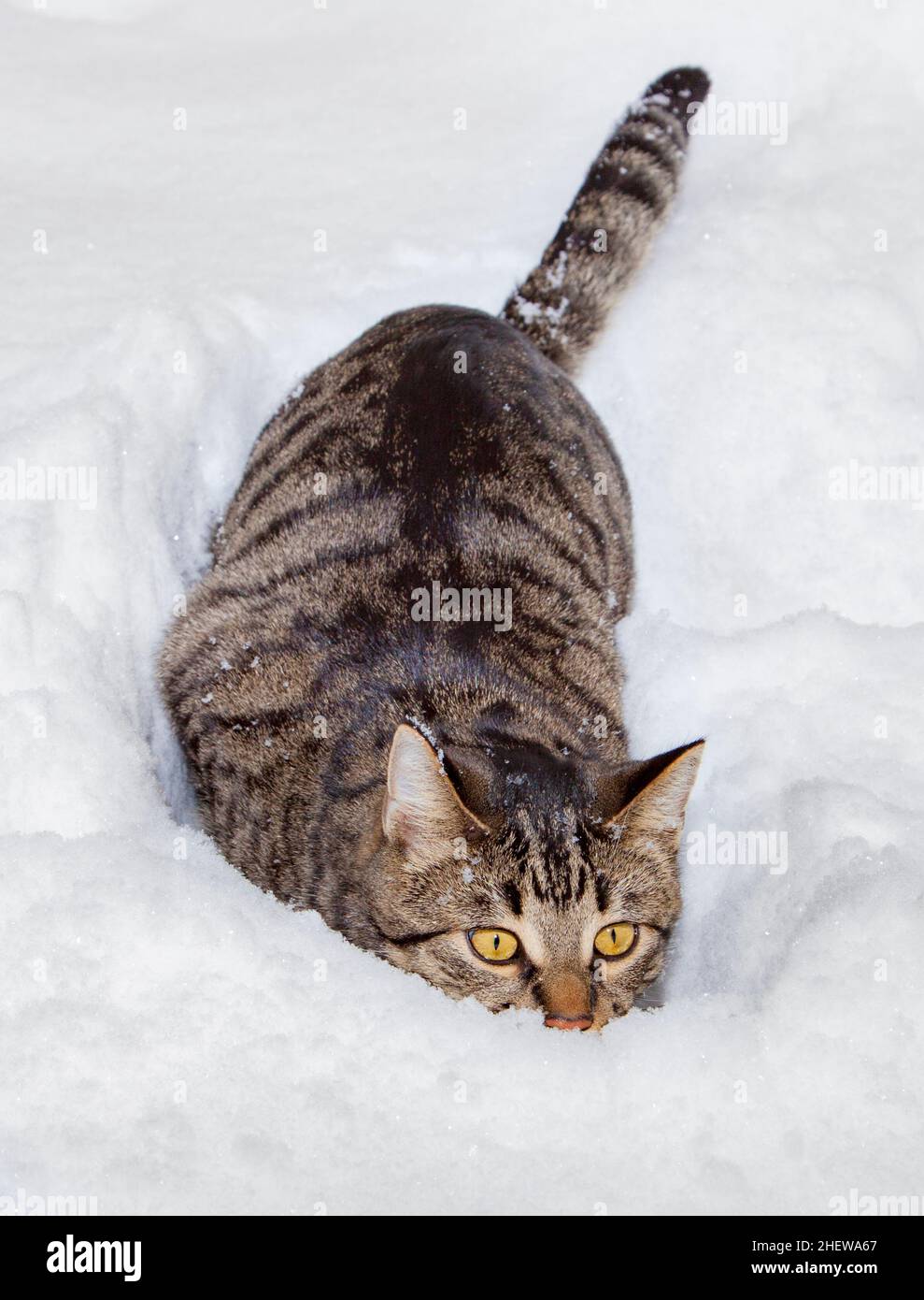 cute cat hiding in snow in winter Stock Photo - Alamy