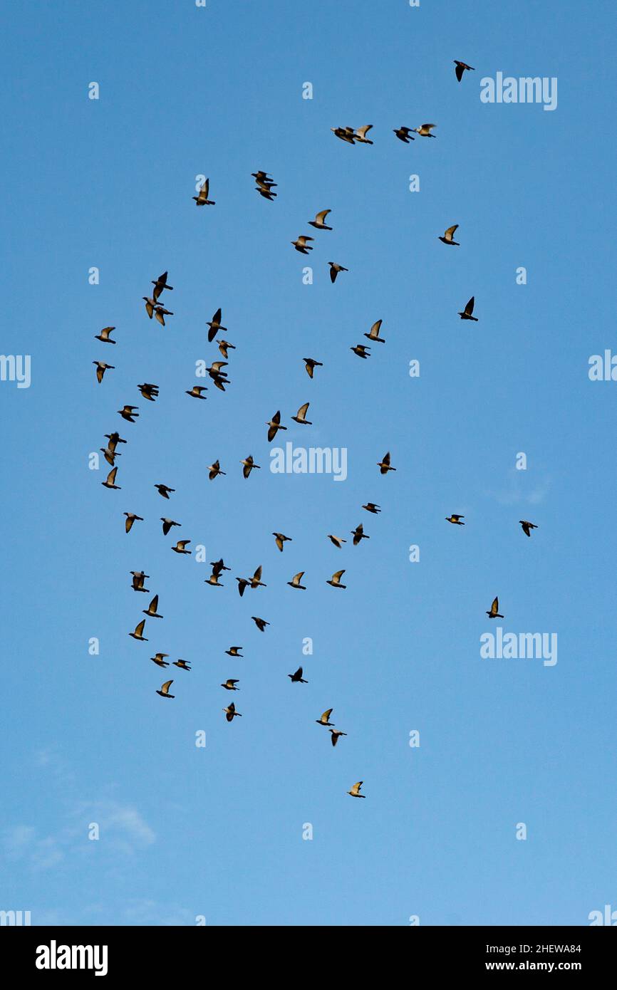 swarm of birds under blue sky Stock Photo - Alamy