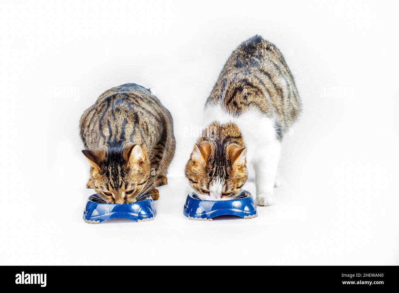 hungry cats eating at the food bowl Stock Photo - Alamy