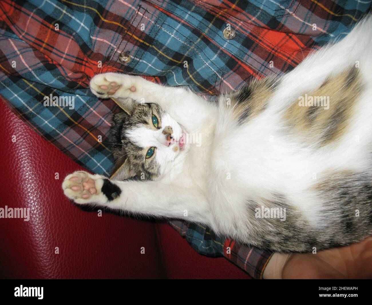 Cute boy with cat hi-res stock photography and images - Alamy