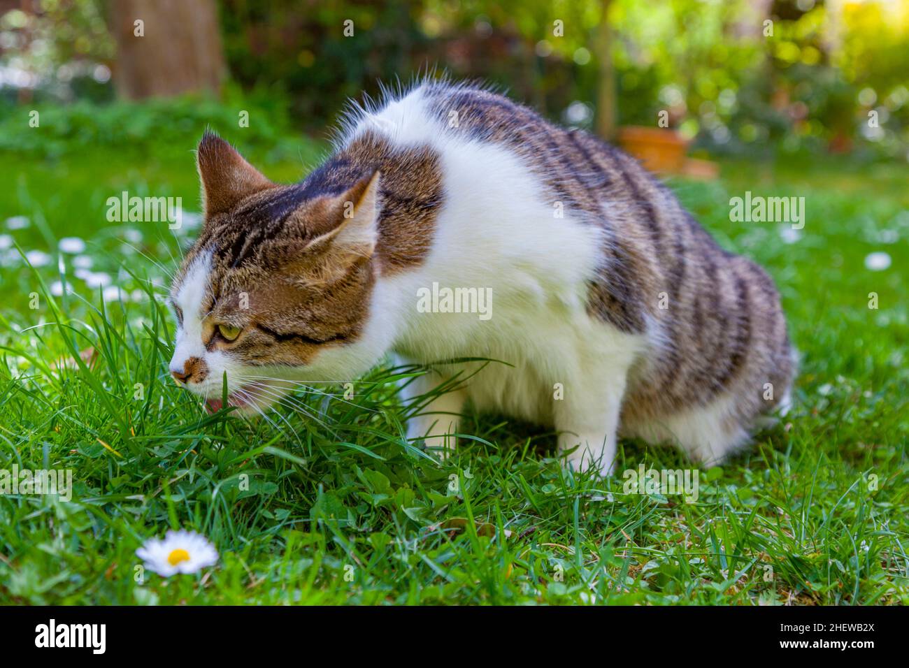 Young cat hunting hi-res stock photography and images - Alamy