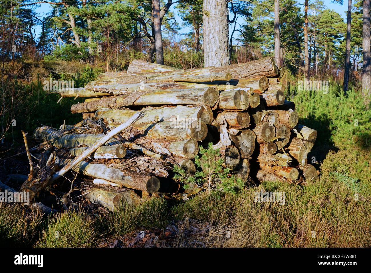 Stack of cut timber, the logging timber forest wood industry Stock ...