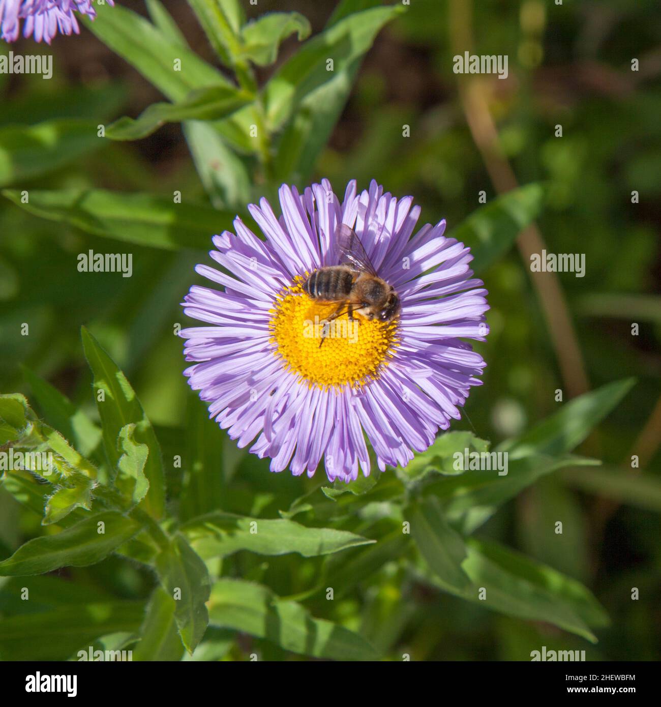 bee on a daisy flower with violet buds Stock Photo - Alamy