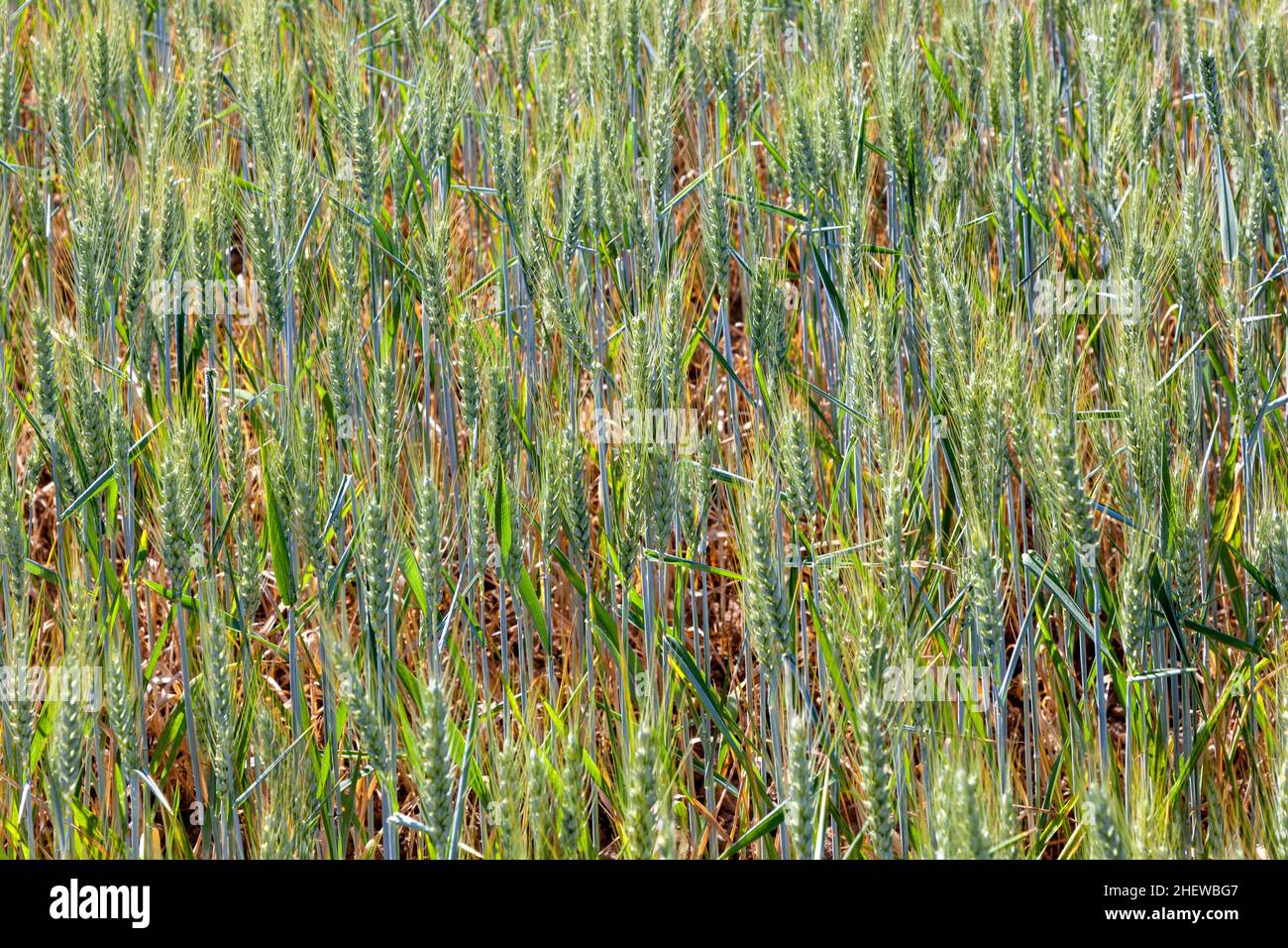 pattern of green corn field in harmonic structure Stock Photo - Alamy