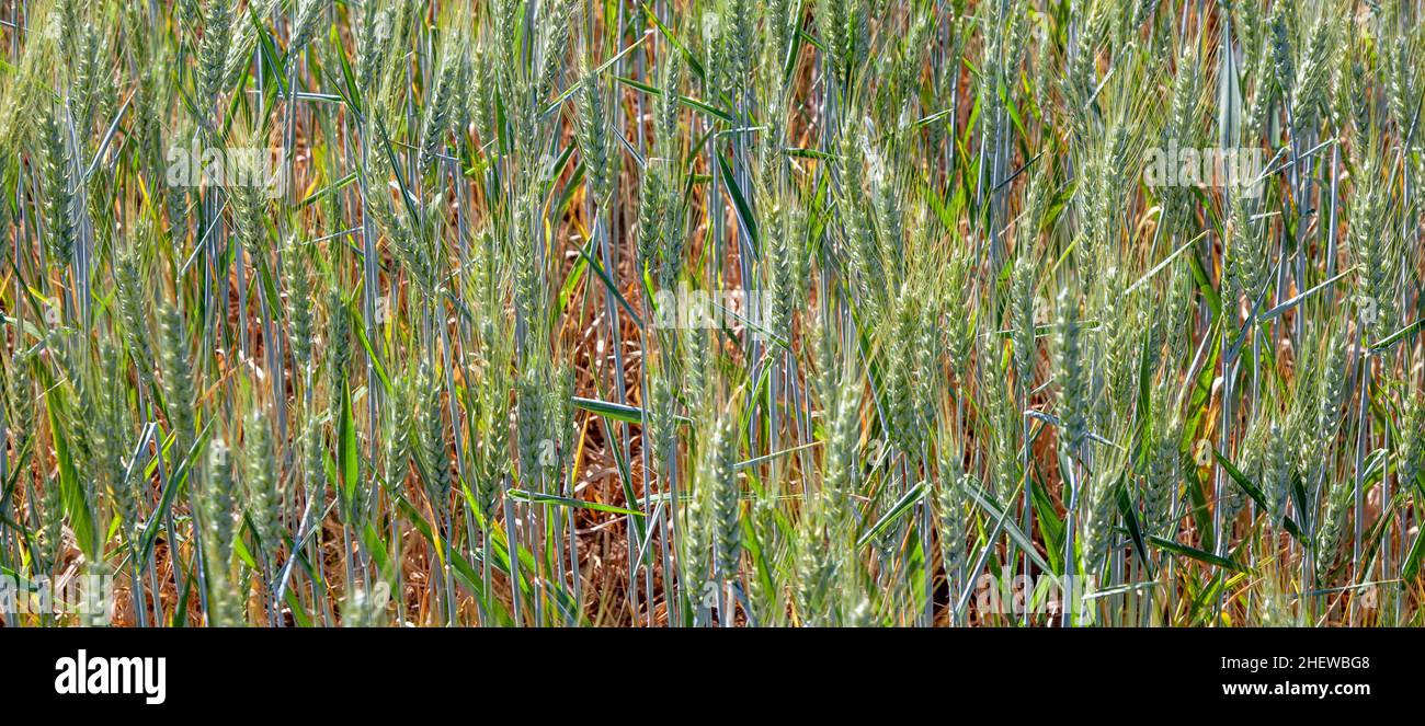 pattern of green corn field in harmonic structure Stock Photo - Alamy