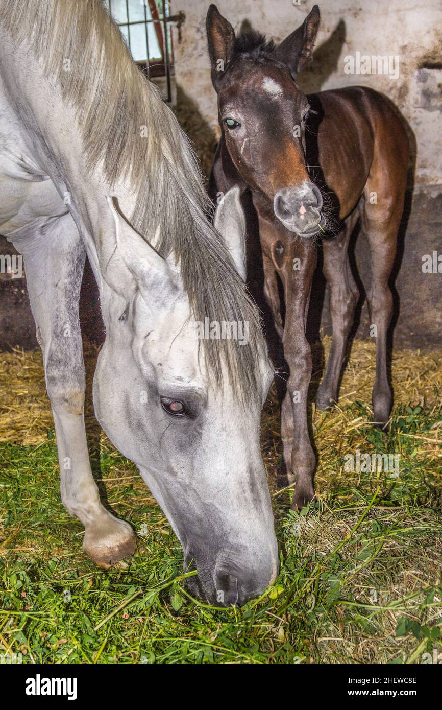 two horses in the stable are grazing fresh grass Stock Photo - Alamy