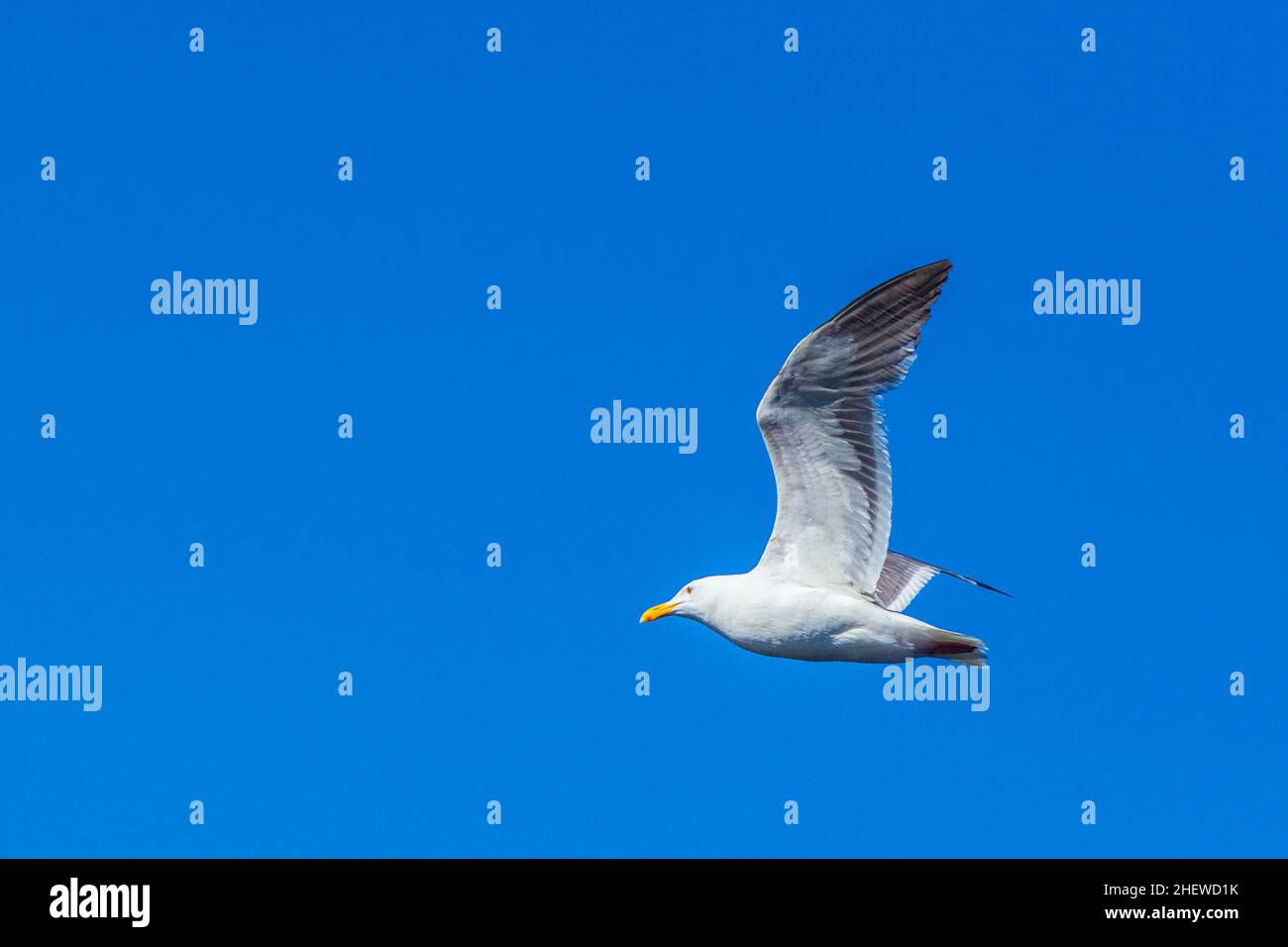 California gull isolated hi-res stock photography and images - Alamy