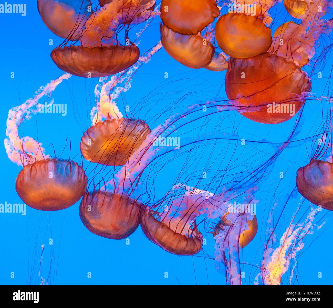 many jelly fishes in the blue ocean Stock Photo - Alamy