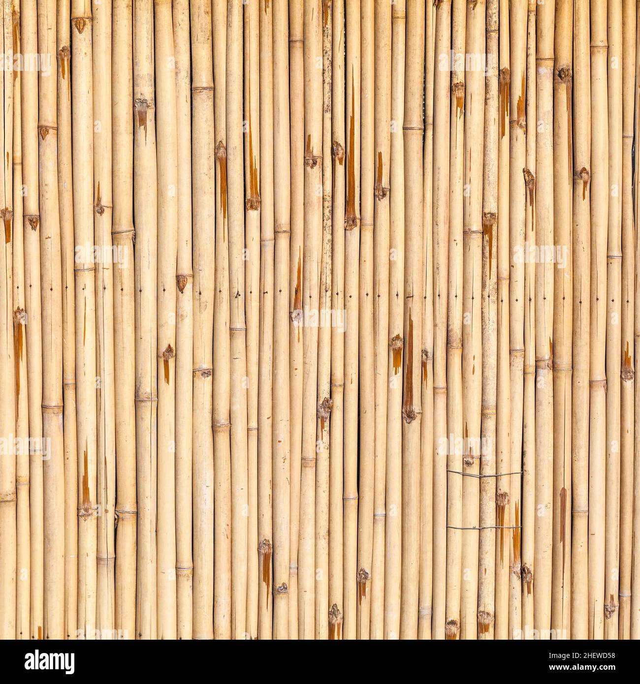 pattern of bamboo background in yellow color Stock Photo - Alamy