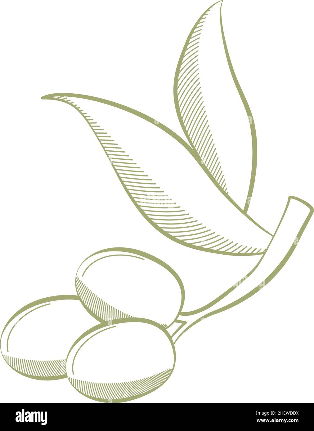 olive branch illustration Stock Vector Image & Art - Alamy