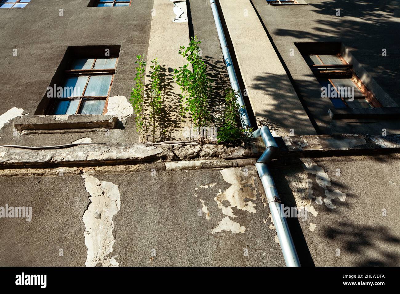 Trees growing on the building wall . Plants in the stone Stock Photo ...