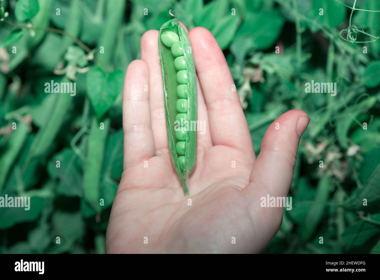 Pea harvest in the hand . Farmer showing crop Stock Photo - Alamy
