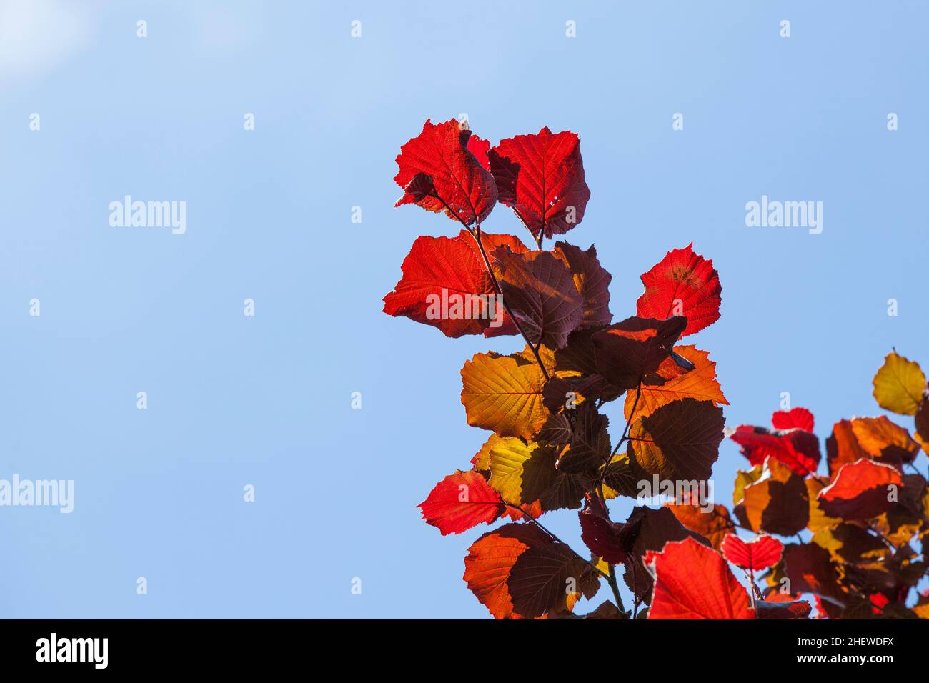 red leave in autumn in indian summer colors Stock Photo - Alamy