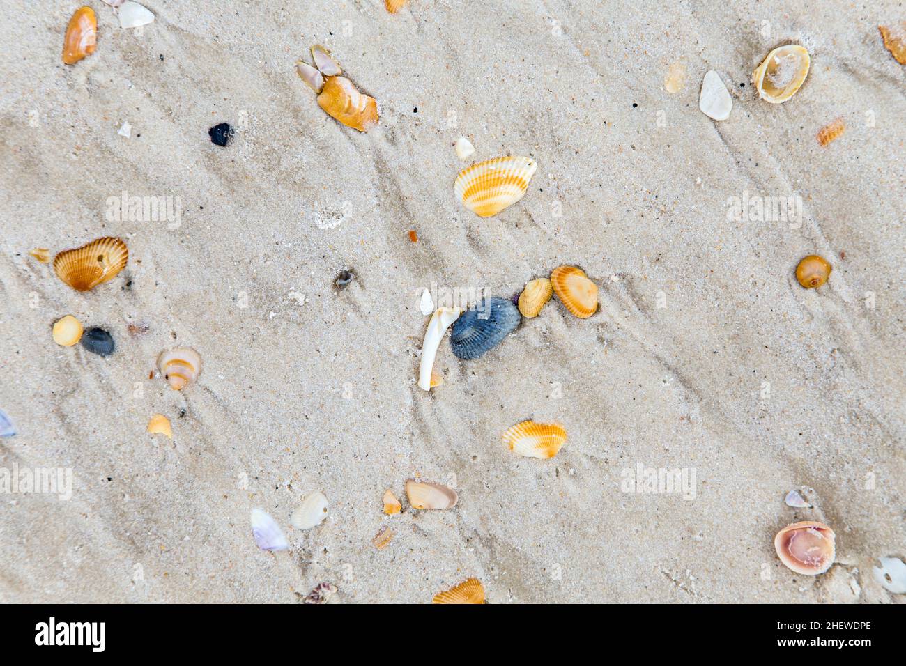 beautiful shells at the sandy beach give a harmonic background Stock ...