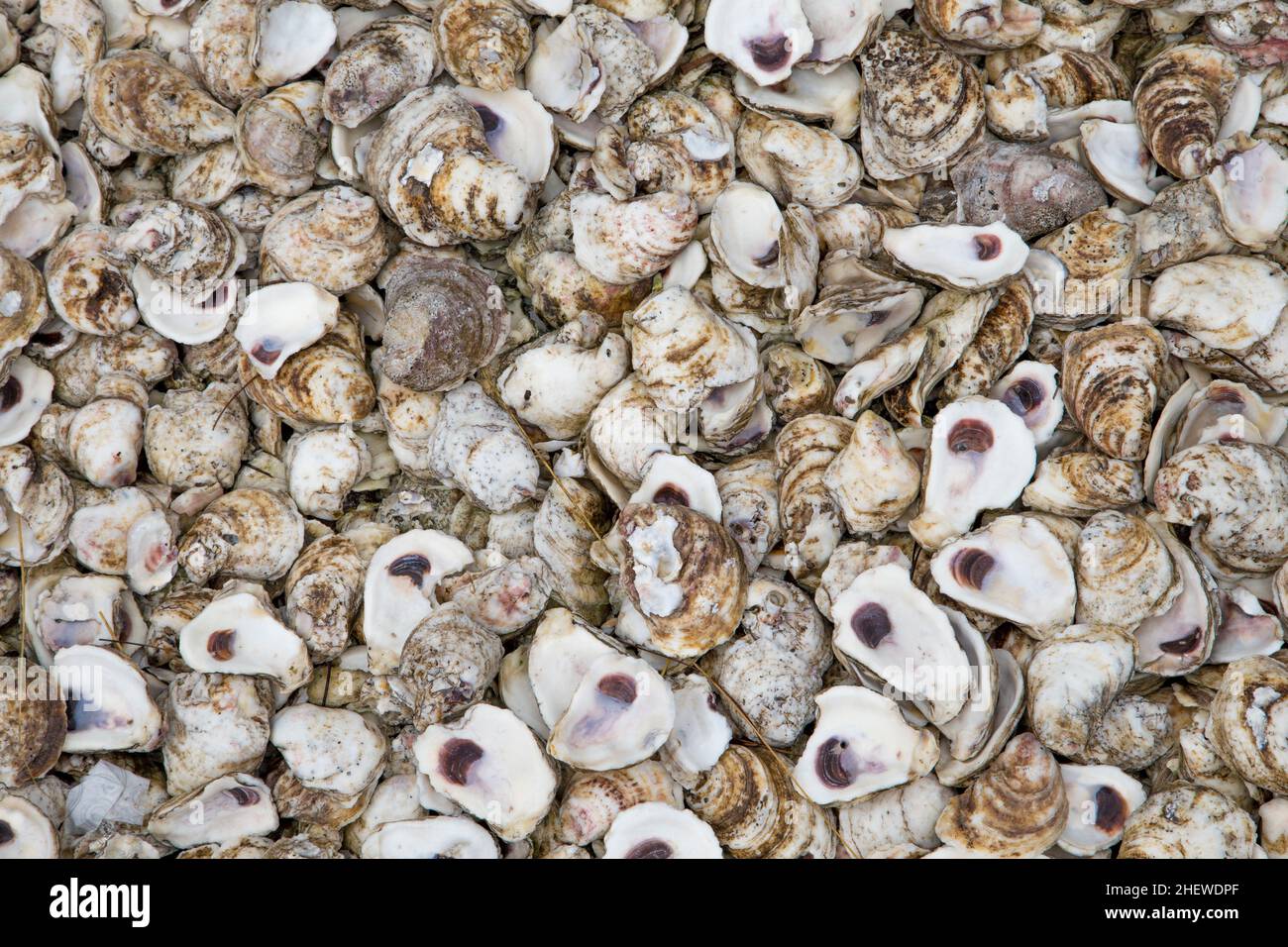 Old shells hi-res stock photography and images - Alamy